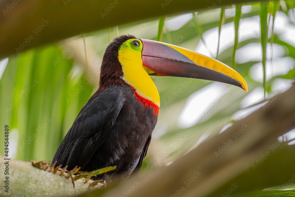 Selective of a toco toucan (Ramphastos toco) on a tree Stock Photo ...