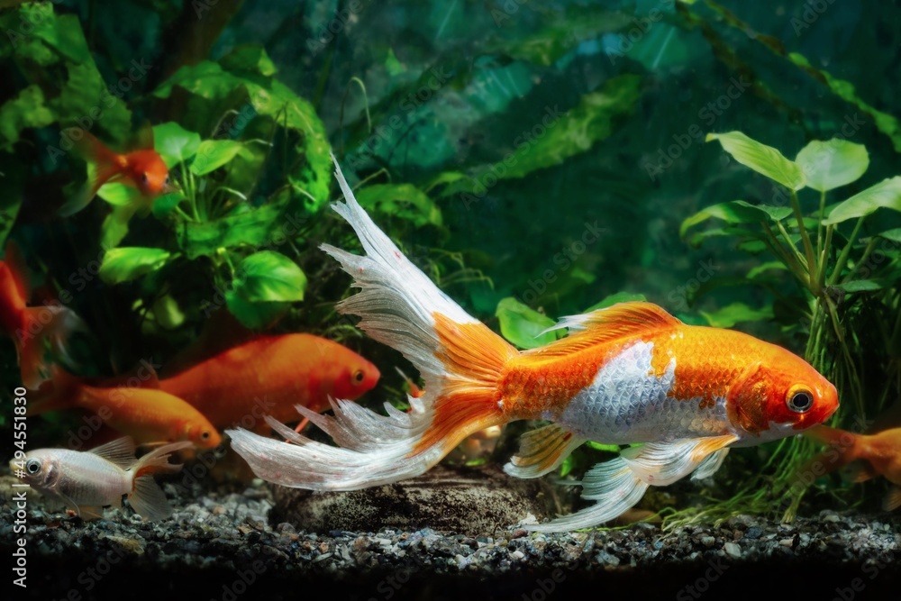 juvenile koi goldfish, popular commercial mutation aqua trade breed of ...