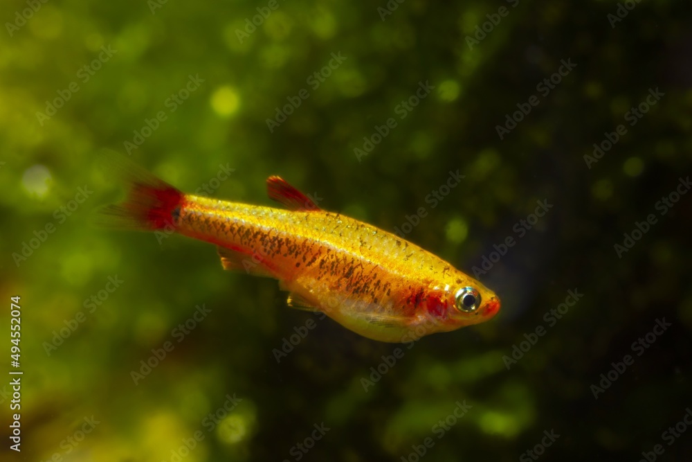 Foto de adult female golden breed of white cloud mountain minnow, dwarf ...