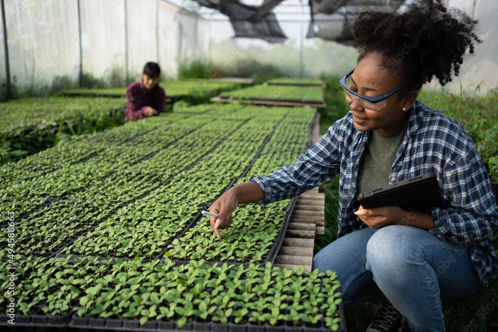 A black female farmer using a tablet smiling friendly at the organic ...