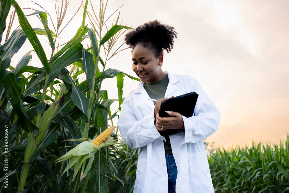 Cute black woman African descent is a plant researcher.Corn breed ...