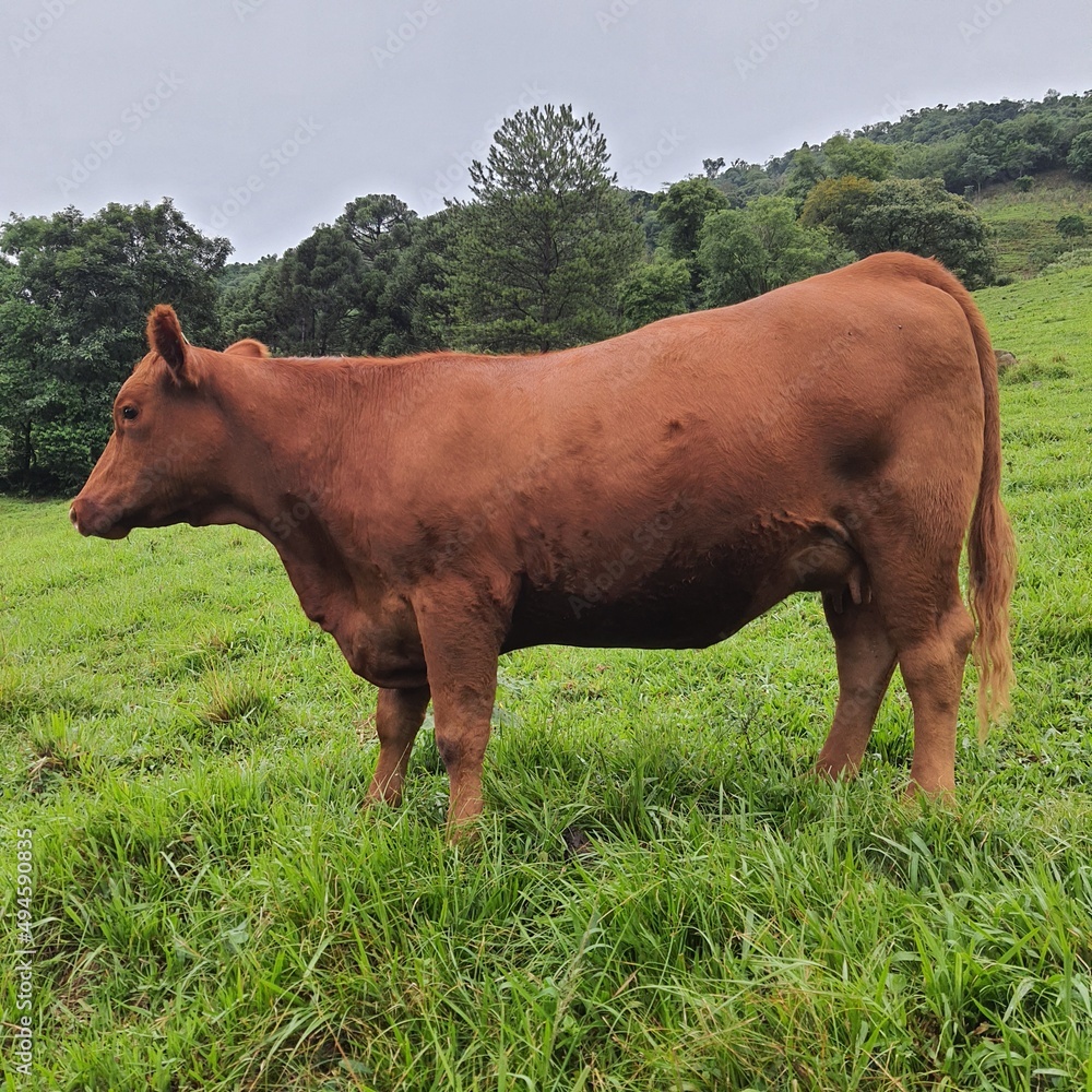 vaca gado de corte red angus Stock Photo | Adobe Stock