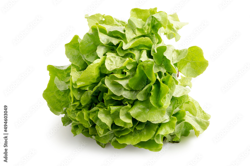 Fresh Organic Green Oak Lettuce isolated on white background with clipping path. Fresh green oak ...