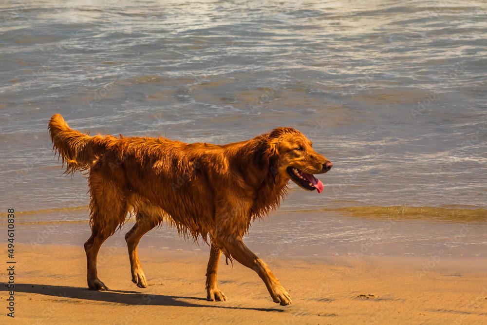 perro labrador golden retriever color café paseando en la playa de ...