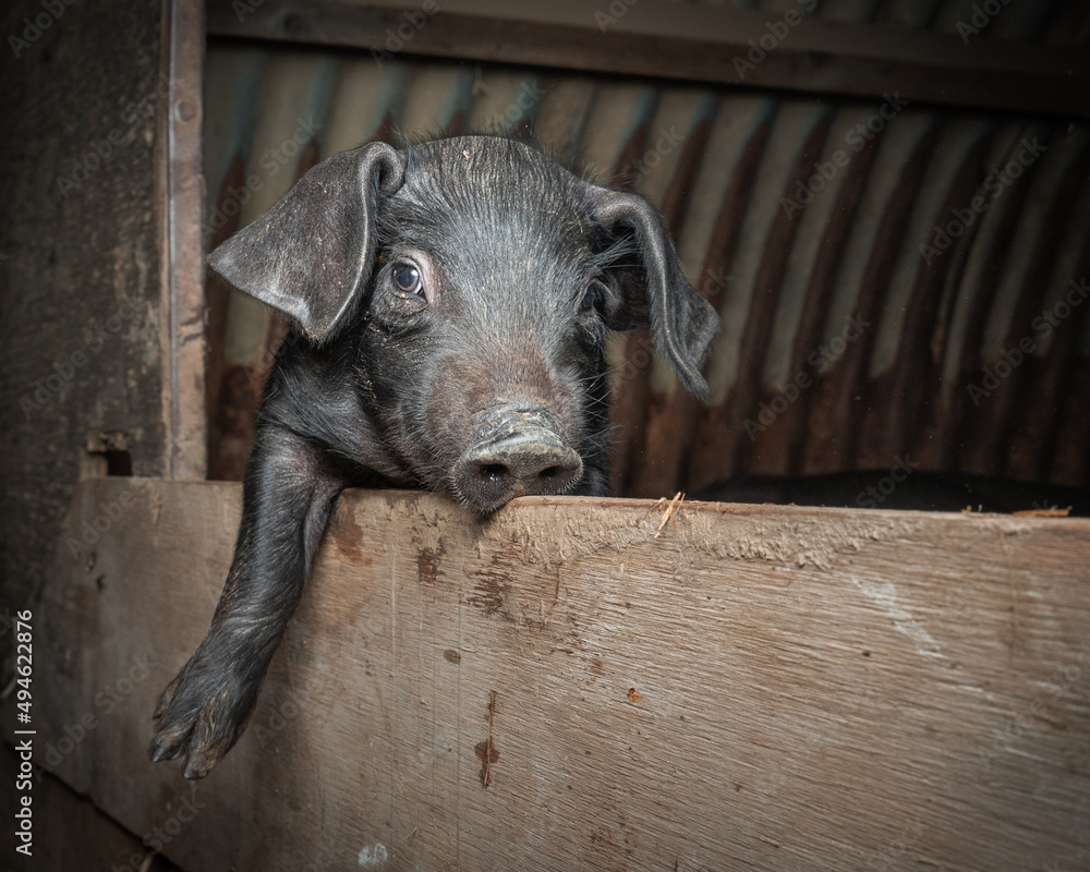 Large Black rare breed piglet peering over a door Stock Photo | Adobe Stock