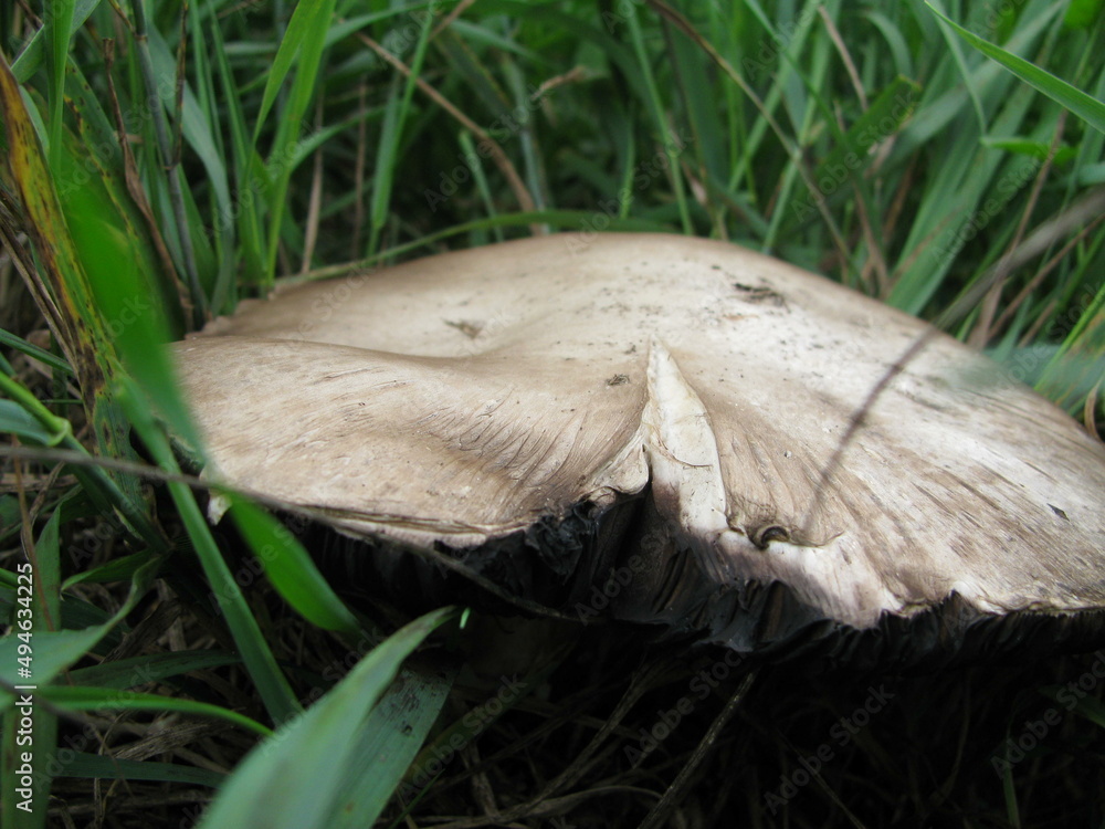 Grzyb Stock Photo | Adobe Stock