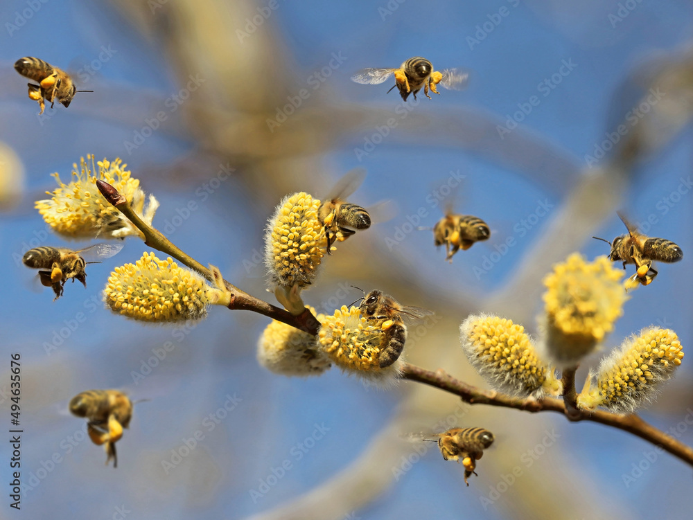 honey bees colleting pollen on blooming yellow catkins on pussy willow ...