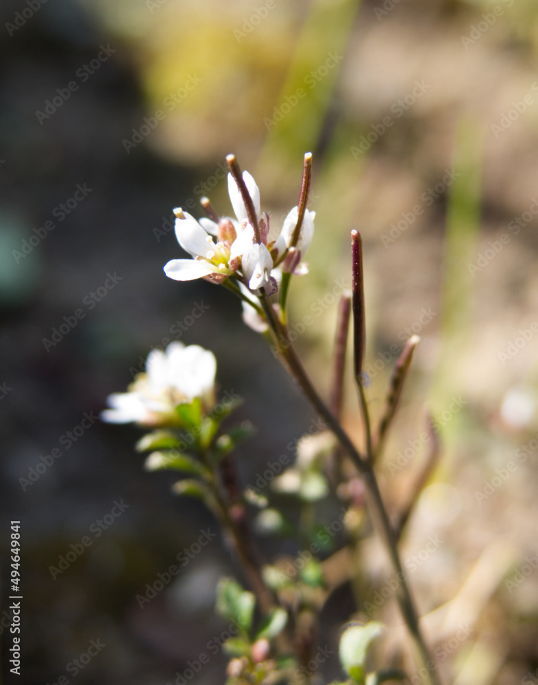 Cardamine hirsuta, known as Common bittercress or Hairy bittercress, a ...