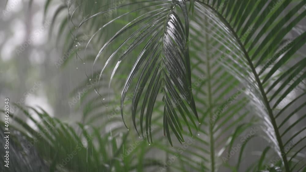 Tropical rain drops falling on the large green palm leaves at summer ...