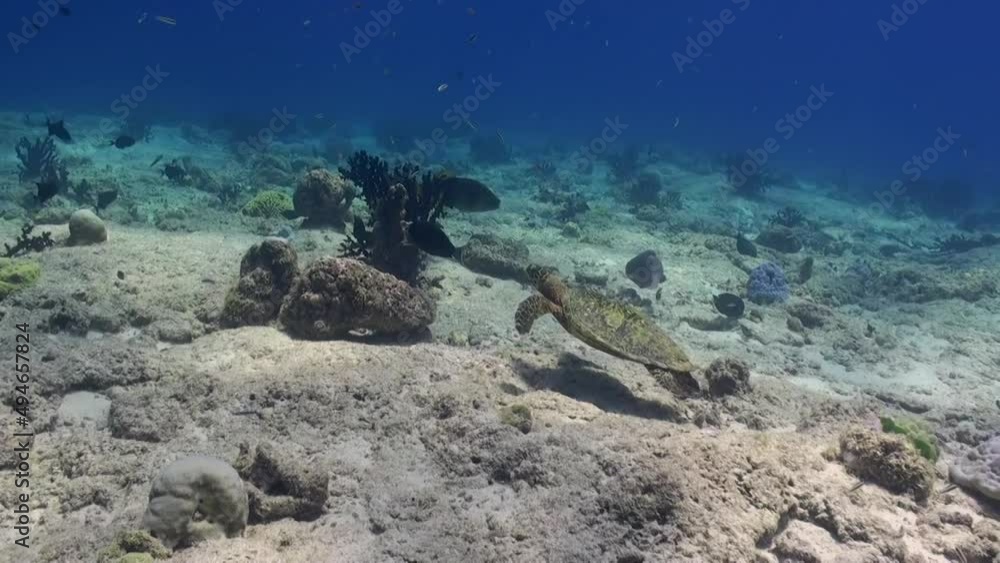 Sea tortoise turtle on background colorful corals underwater in sea of ...