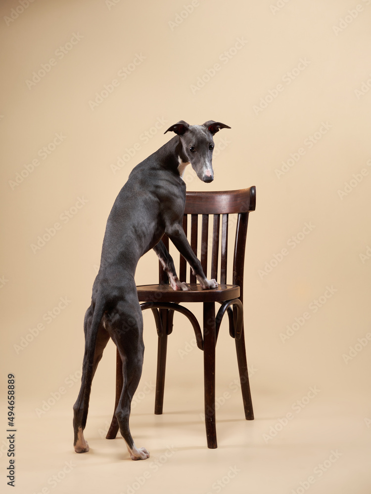 greyhound dog sitting on a chair. handsome whippet in a photo studio ...