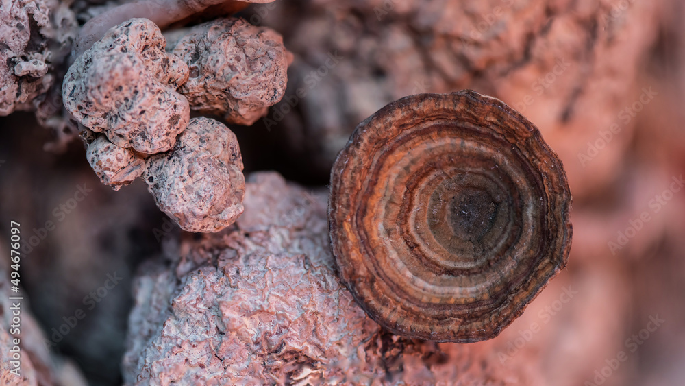 Tiger Milk Mushroom or Lignosus rhinocerus on nature background. Stock ...