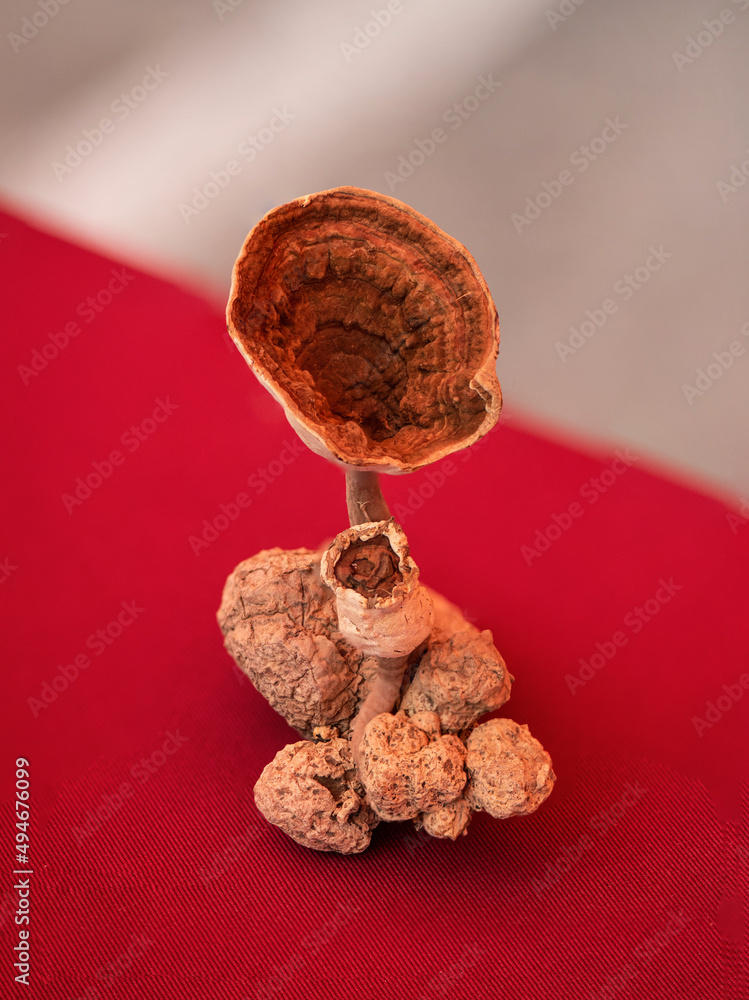 Tiger Milk Mushroom or Lignosus rhinocerus on nature background. Stock ...