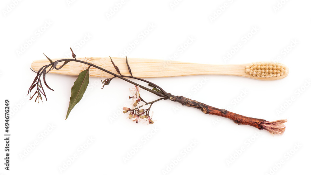 ํYoung branch of neem are used to brush teeth. Stock Photo | Adobe Stock