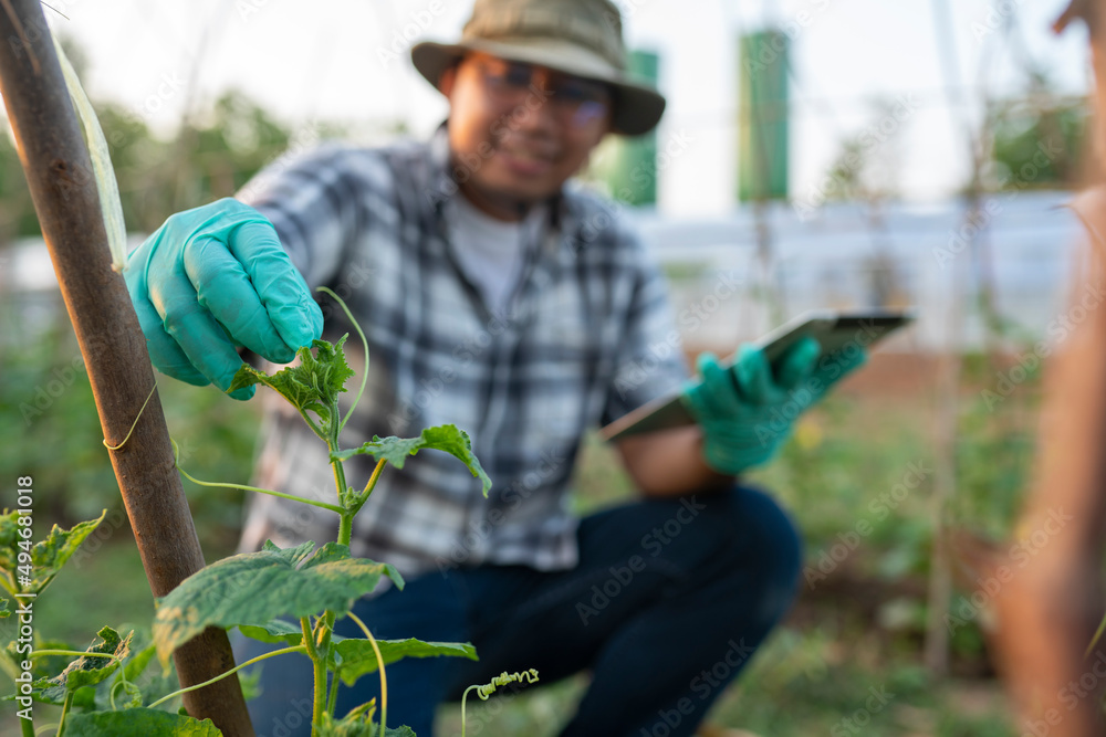 Quality inspection of vegetable gardens in organic vegetable plots that ...