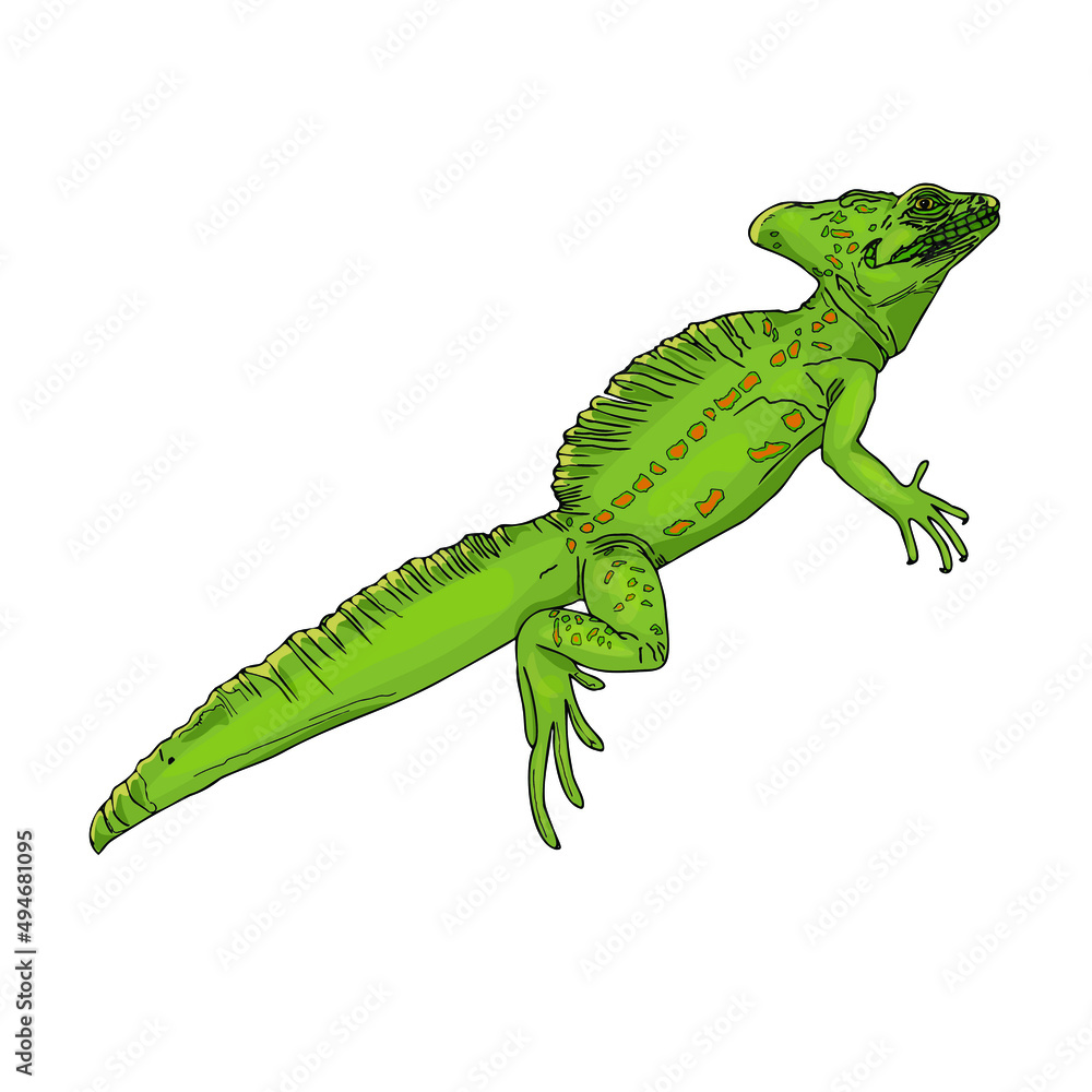 Isolated vector illustration of a lizard on a white background. Blank ...
