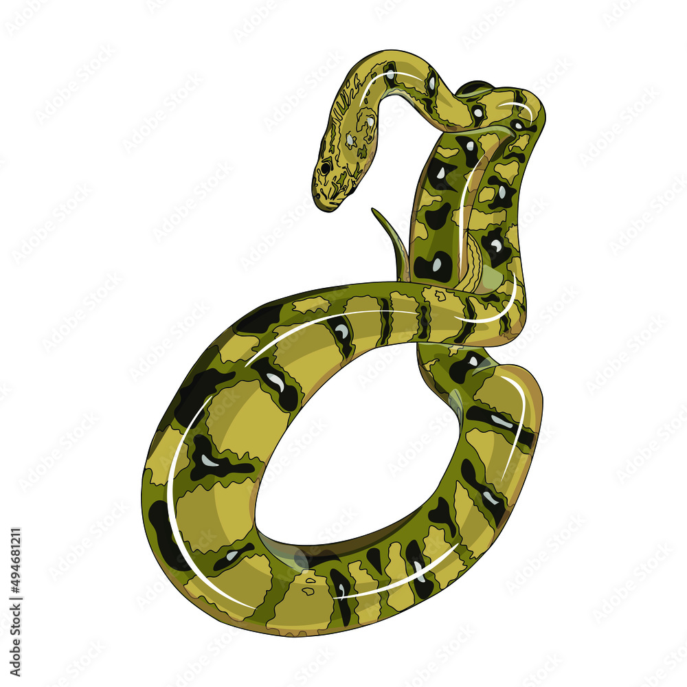 Isolated vector illustration of a snake on a white background. Boa ...