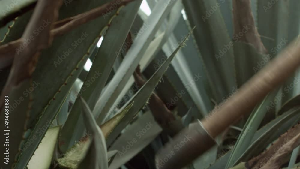 Jimador cutting agave pineapple in the city of Tequila, Jalisco, Mexico ...