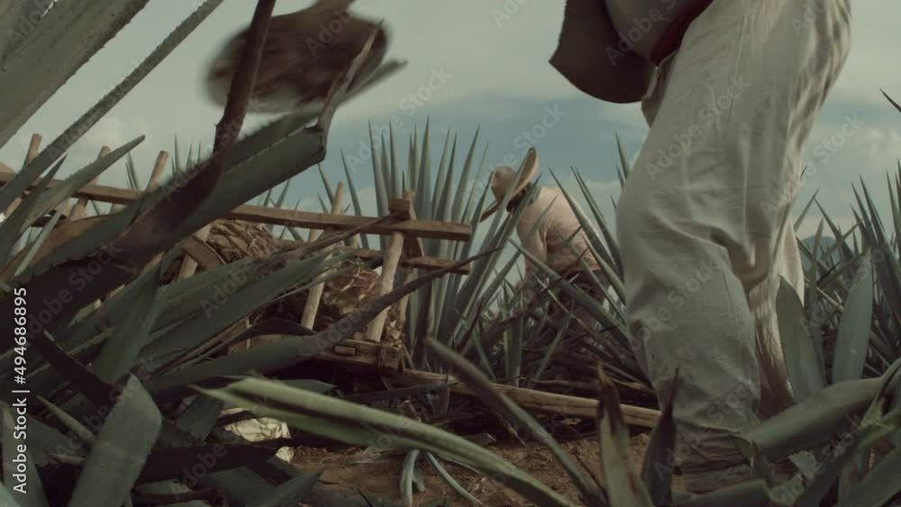 Jimador cutting agave pineapple in the city of Tequila, Jalisco, Mexico ...
