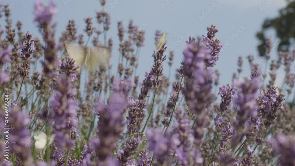 Common Brimstone butterflies bisy in field of Lavander among bumblebees ...