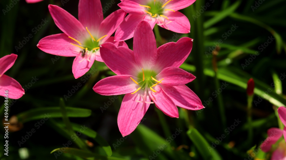 Zephyranthes Lily Flower. Commonly known as pink rain lily, fairy lily ...