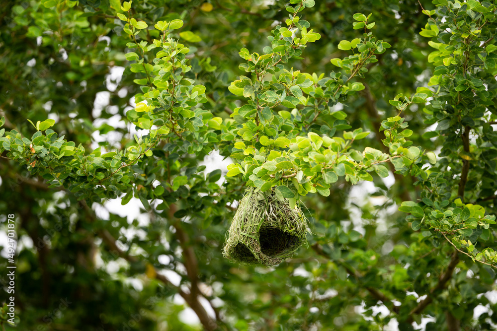 Baya Weaver Nest Stock Photo | Adobe Stock