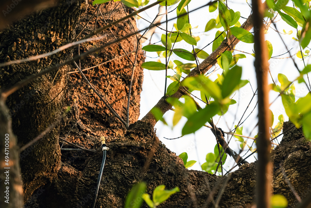 Brass mist nozzles or sprinklers for spraying water spray on trees ...