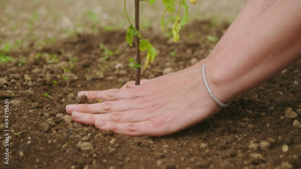 Female Caucasian hands gently mulching a freshly planted seedling and ...