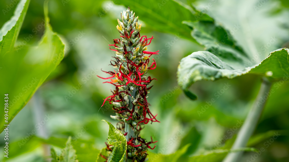 Ricinus communis (amanakku), the castor bean or castor oil plant, is a ...