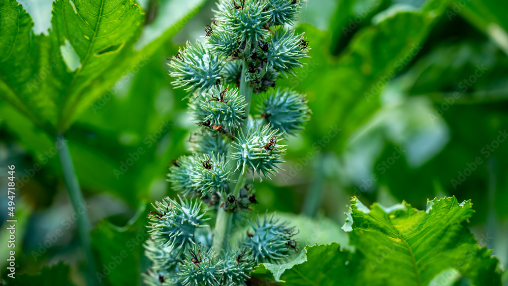 Ricinus communis (amanakku), the castor bean or castor oil plant, is a ...