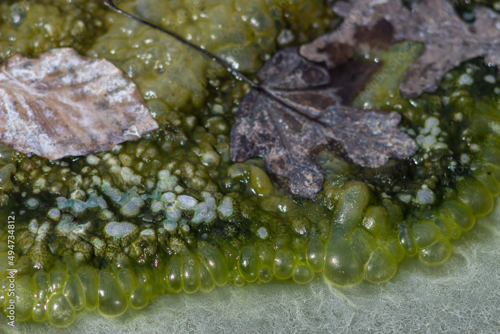 Detail of the green algae on a surface of sulphur pool with blooming ...