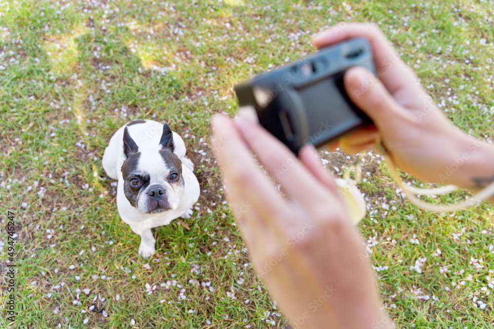 Low angle view of unrecognizable person taking a picture of dog in the ...