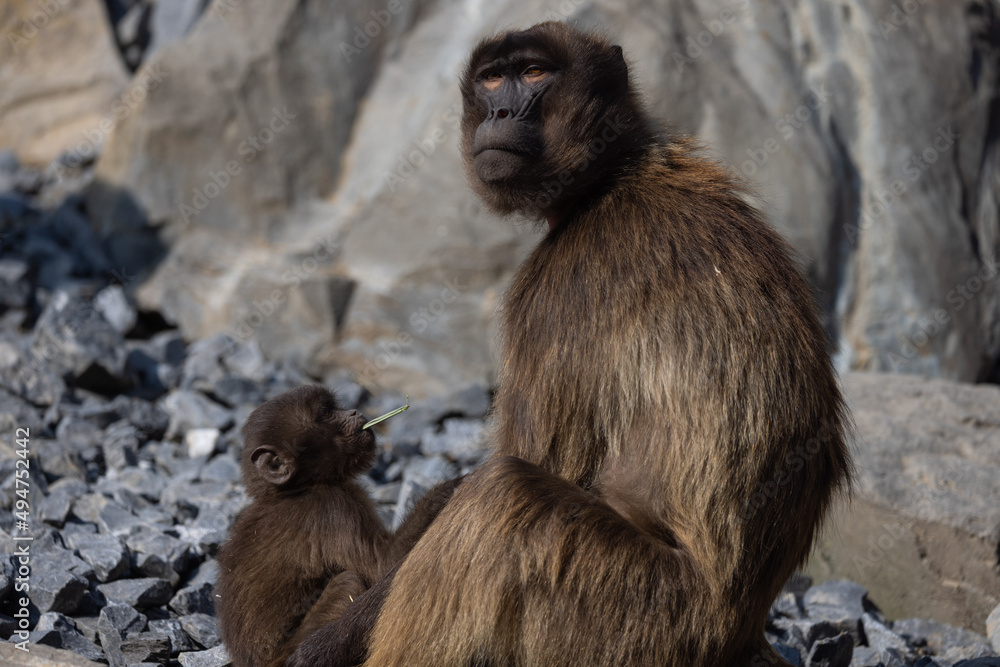 Foto de A group of monkeys looking at each other and stealing each ...