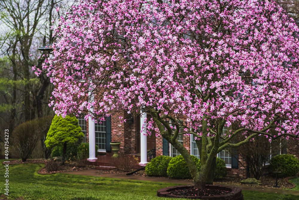 View of blooming pink magnolia tree in the rain in front yard in ...