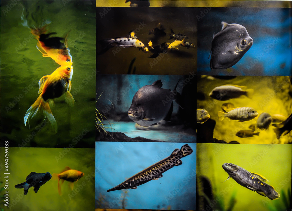 collage de fotos de peces en acuario Stock Photo | Adobe Stock