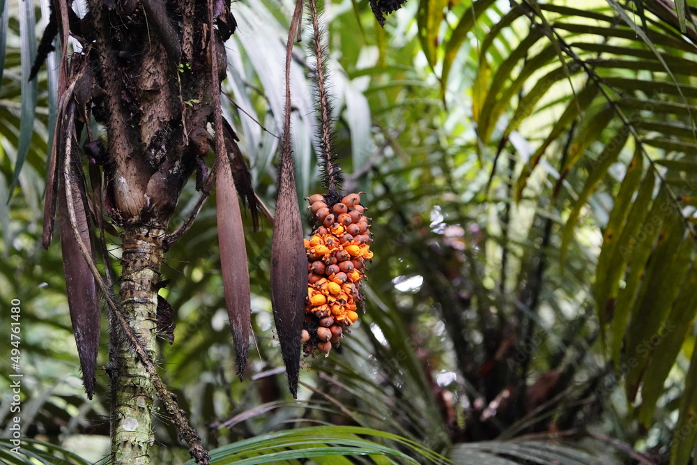 Seeds of Astrocaryum murumuru, Arecaceae family (Portuguese common name ...