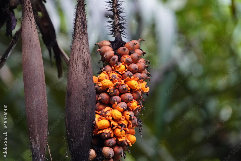 Seeds of Astrocaryum murumuru, Arecaceae family (Portuguese common name ...