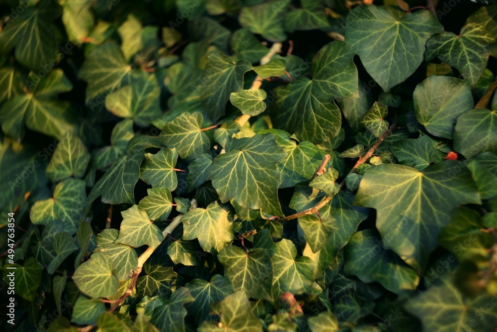 Hedera helix green leaves, poison ivy evergreen plant, green foliage ...