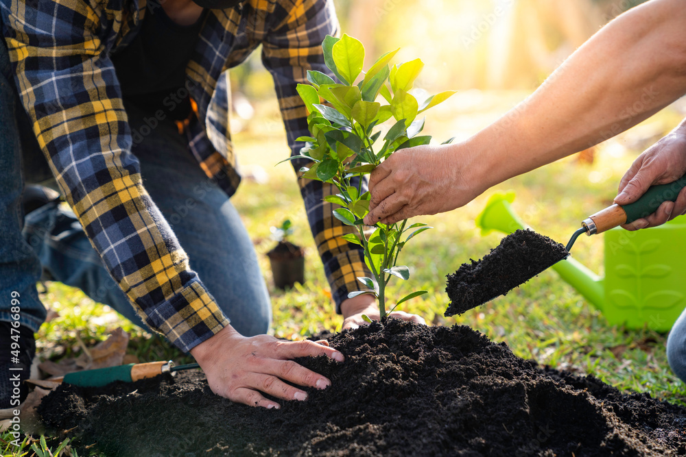 Two men planting a tree concept of world environment day planting ...