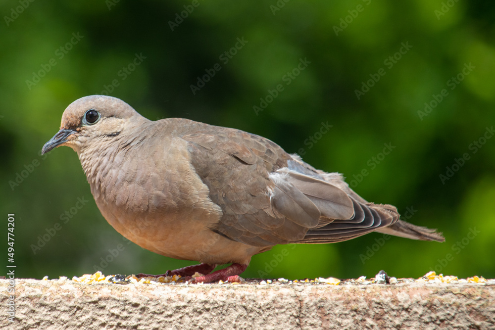 Columbidae - Columba livia - pomba - pássaro Stock Photo | Adobe Stock