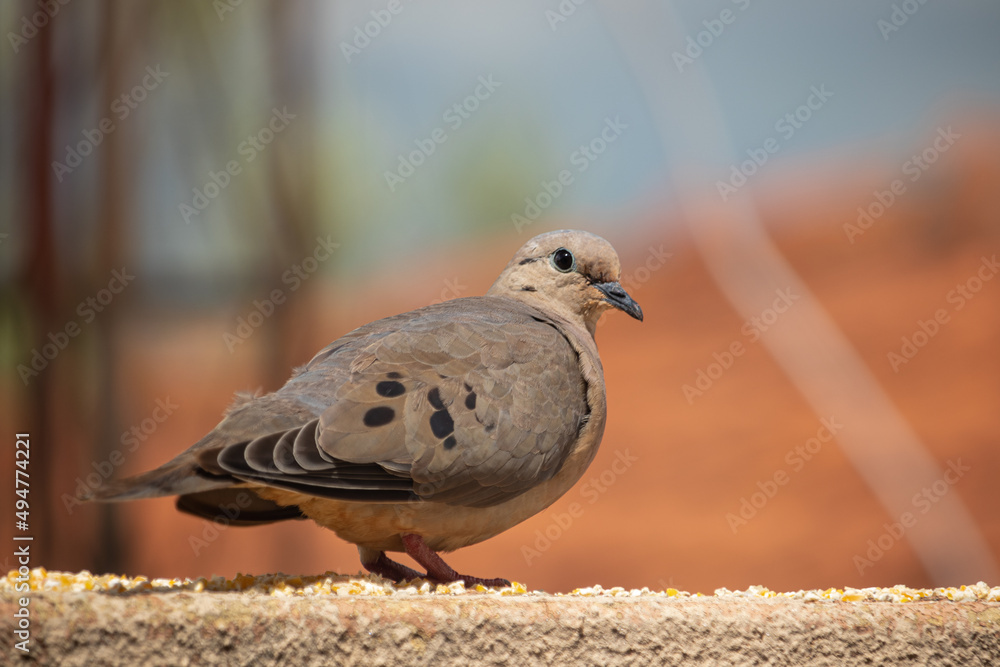 Columbidae - Columba livia - pomba - pássaro Stock Photo | Adobe Stock