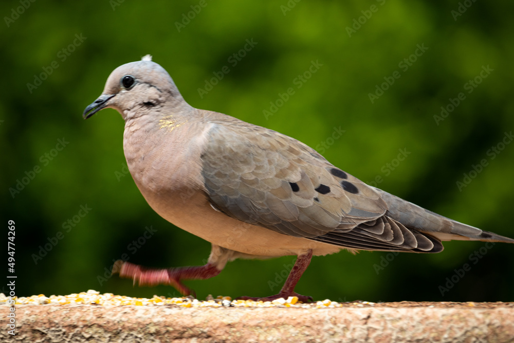 Columbidae - Columba livia - pomba - pássaro Stock Photo | Adobe Stock