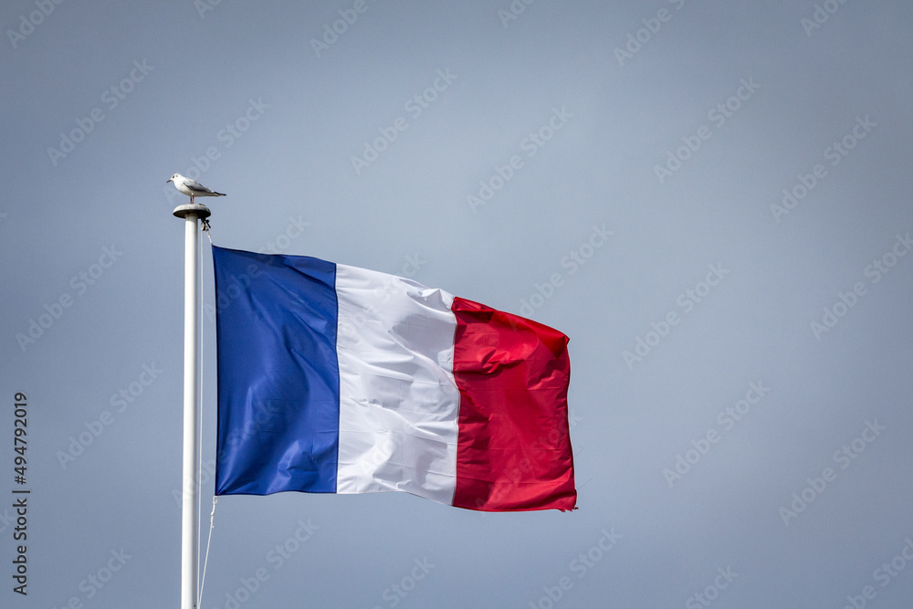 French flag waving in the air on a waterfront with a bird, a seagull ...