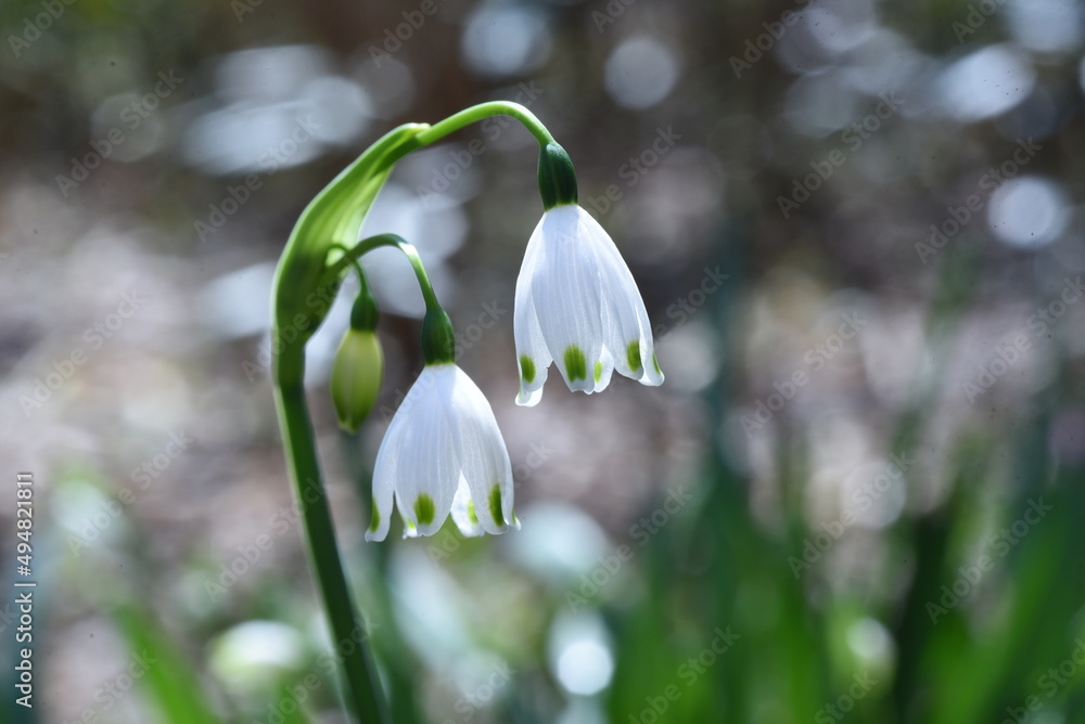 Snowflake flowers. Amaryllidaceae perennial bulbous plants. From March ...