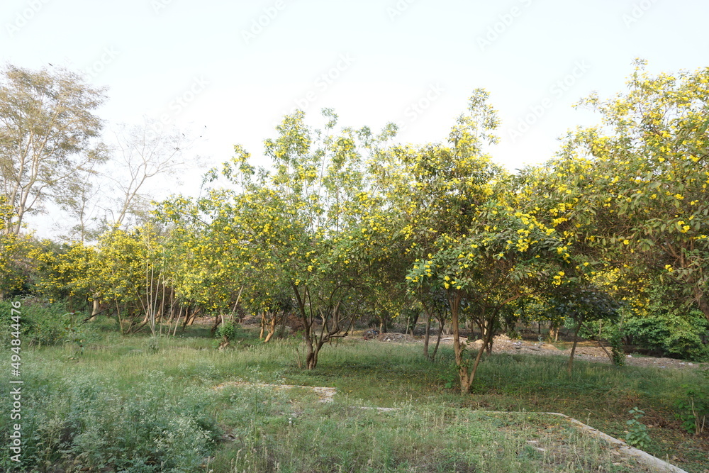 yellow trumpetbush, yellow bells, yellow elder, ginger-thomas (Tecoma ...