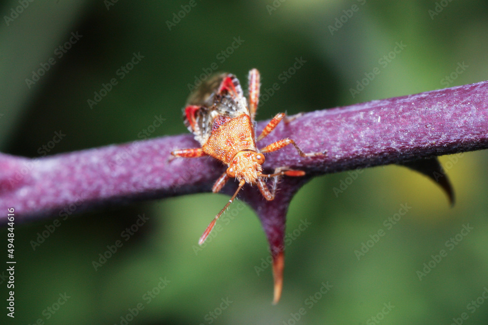 Rhopalidae or scentless plant bugs, are a family of true bugs Stock ...