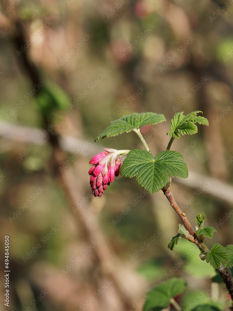 Stockfoto Ribes sanguineum | Groseillier à fleurs ou groseillier ...