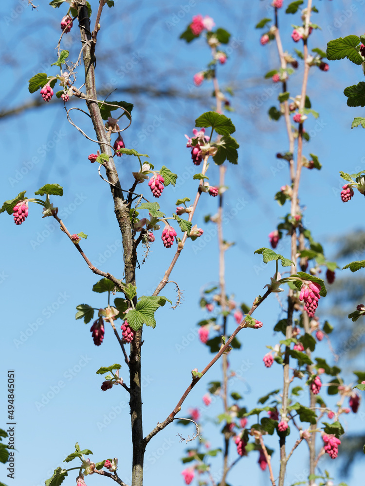 Ribes sanguineum | Groseillier à fleurs ou groseillier sanguin ...