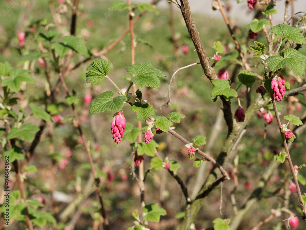 Ribes sanguineum | Groseillier à fleurs ou groseillier sanguin à grappe ...