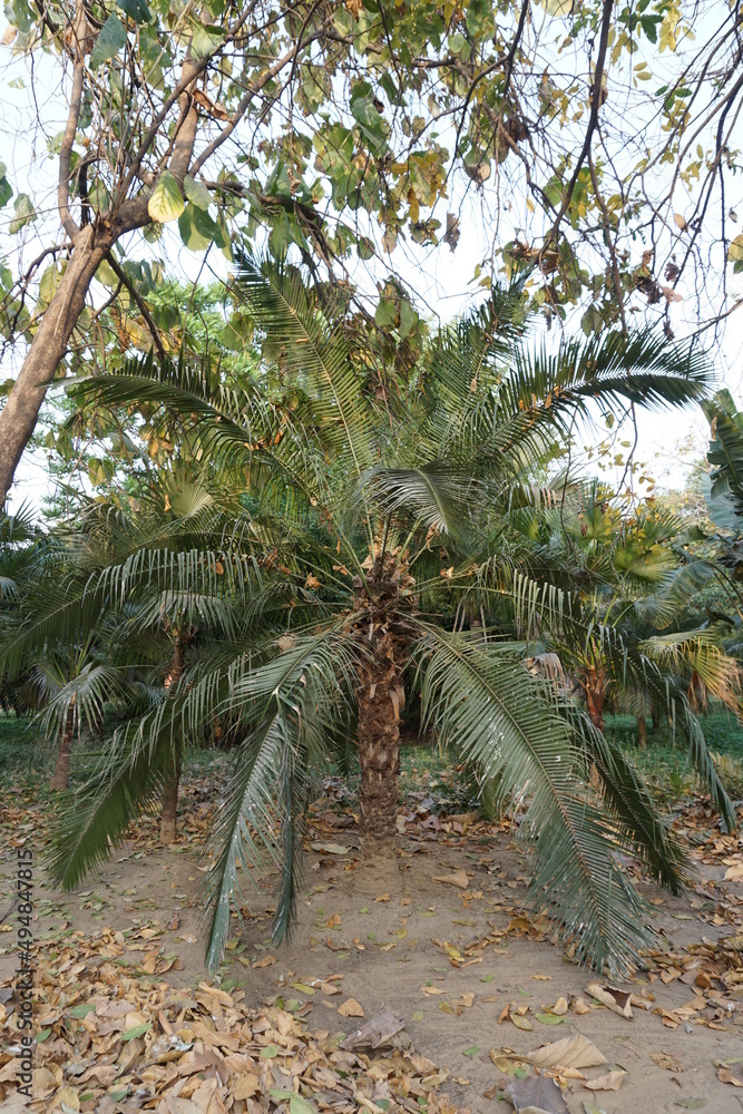 Dwarf date palm, Pygmy date palm, miniature date palm or Robellini palm ...